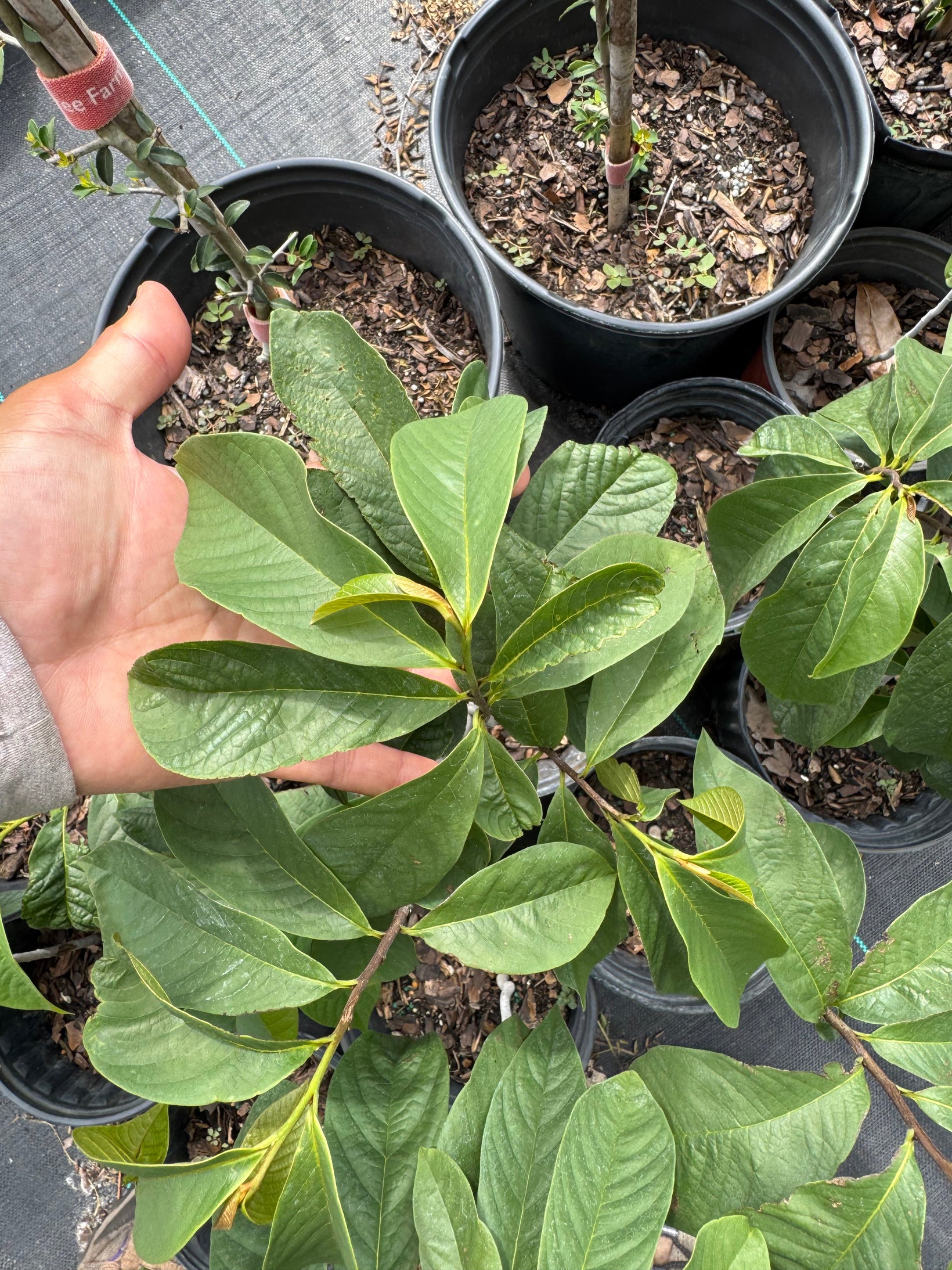 Native Southern Fruits: Why You Should Grow Pawpaw and Mayhaw Trees ...