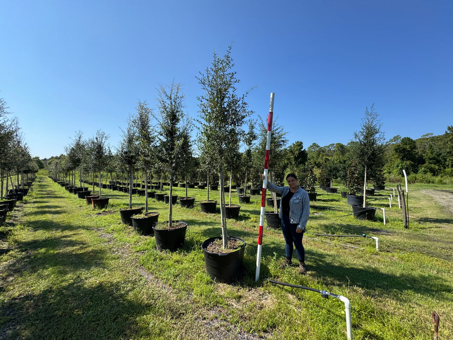 Best Oak Trees for Florida | Flowing Well Tree Farm