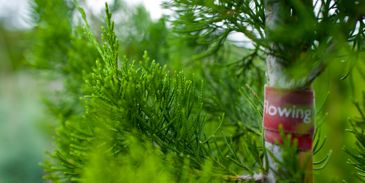Southern Red Cedar: A Hardy, Versatile Native for Your Florida Landsca ...