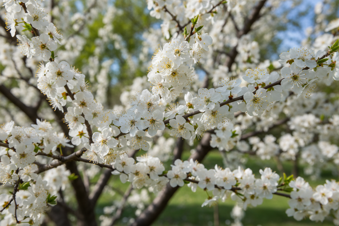 Flowing Well Tree Farm | Native & Fruiting Tree Farm
