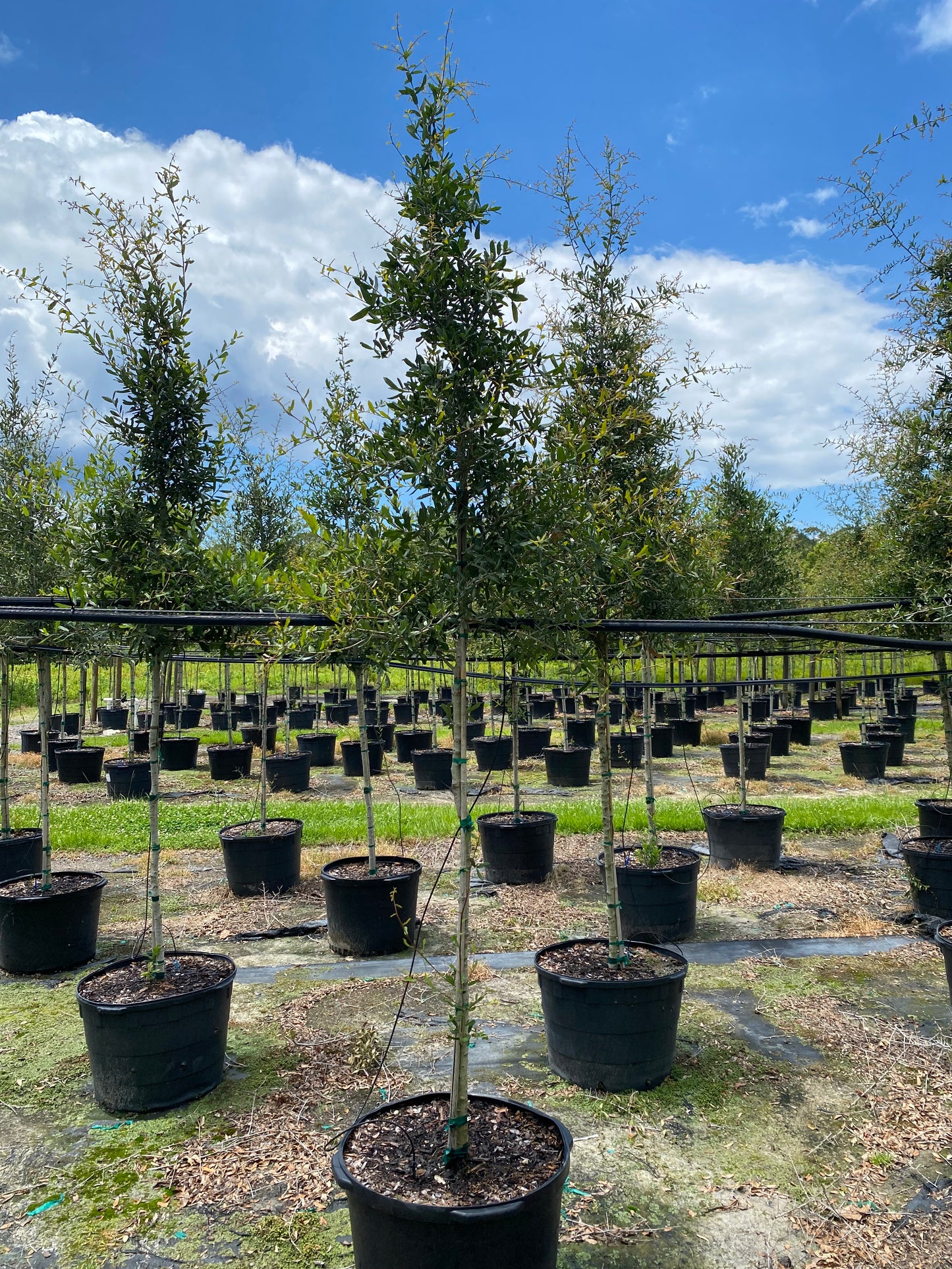 Live Oak - Limited Availability, Buy Yours Today! 30, 45 & 100 Gallon ...