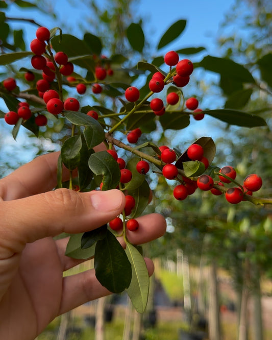 Products – Flowing Well Tree Farm