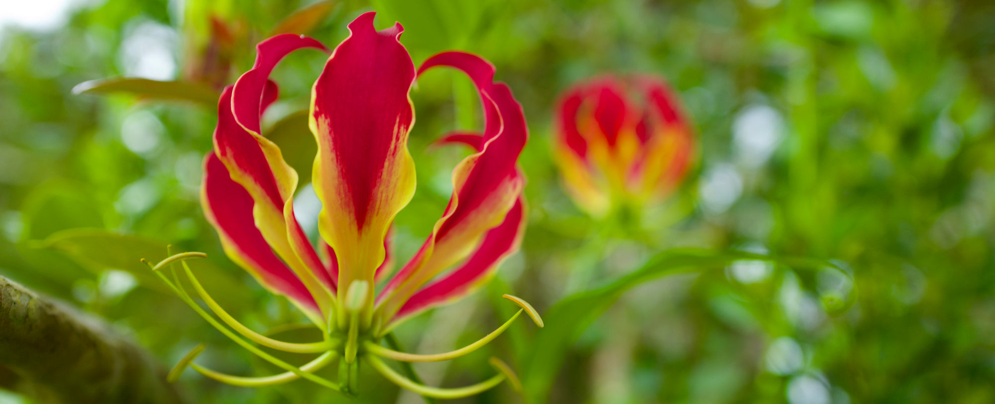 Simpson Stopper "Myrcianthes Fragrans Geode" Plant Care Instructions ...