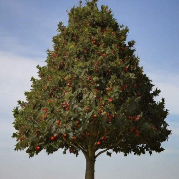 Flowing Well Tree Farm | Native & Fruiting Tree Farm